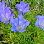 Edrom Nurseries | Specalist Garden Centre
