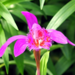Edrom Nurseries | Specalist Garden Centre