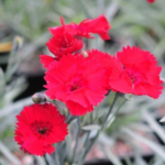 Edrom Nurseries | Specalist Garden Centre